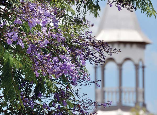 Kula jacaranda in bloom | News, Sports, Jobs - Maui News
